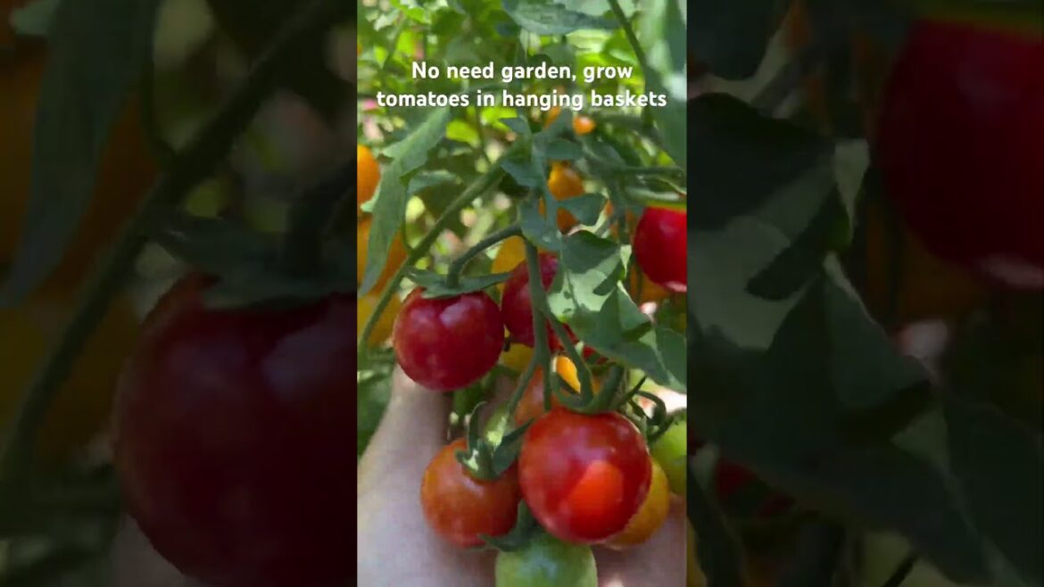 No garden, grow tomatoes in hanging baskets. #garden #organic # ...