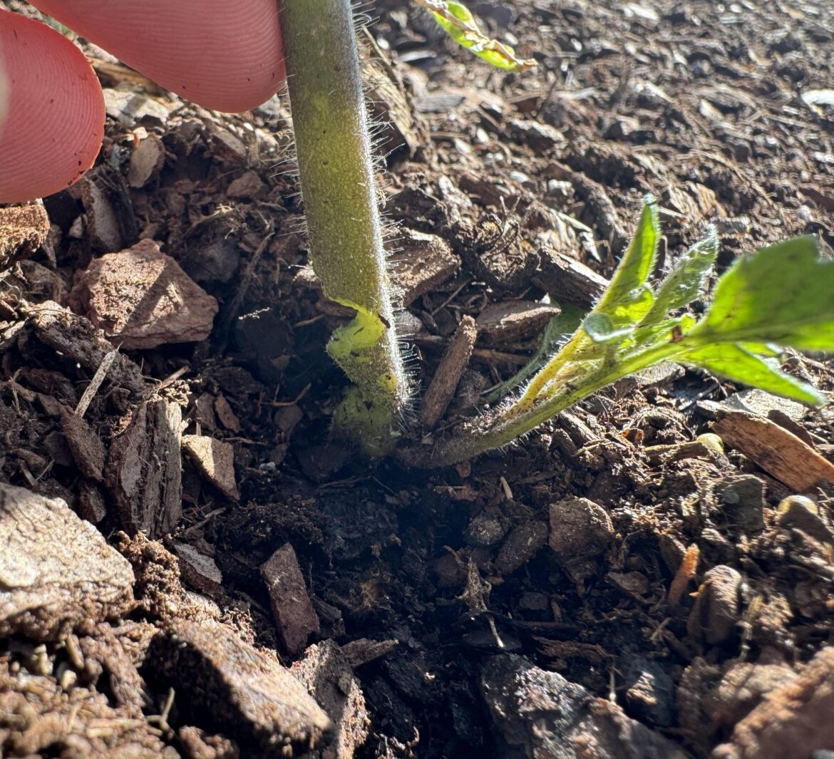 Something keeps eating my tomato stalks - Dining and Cooking