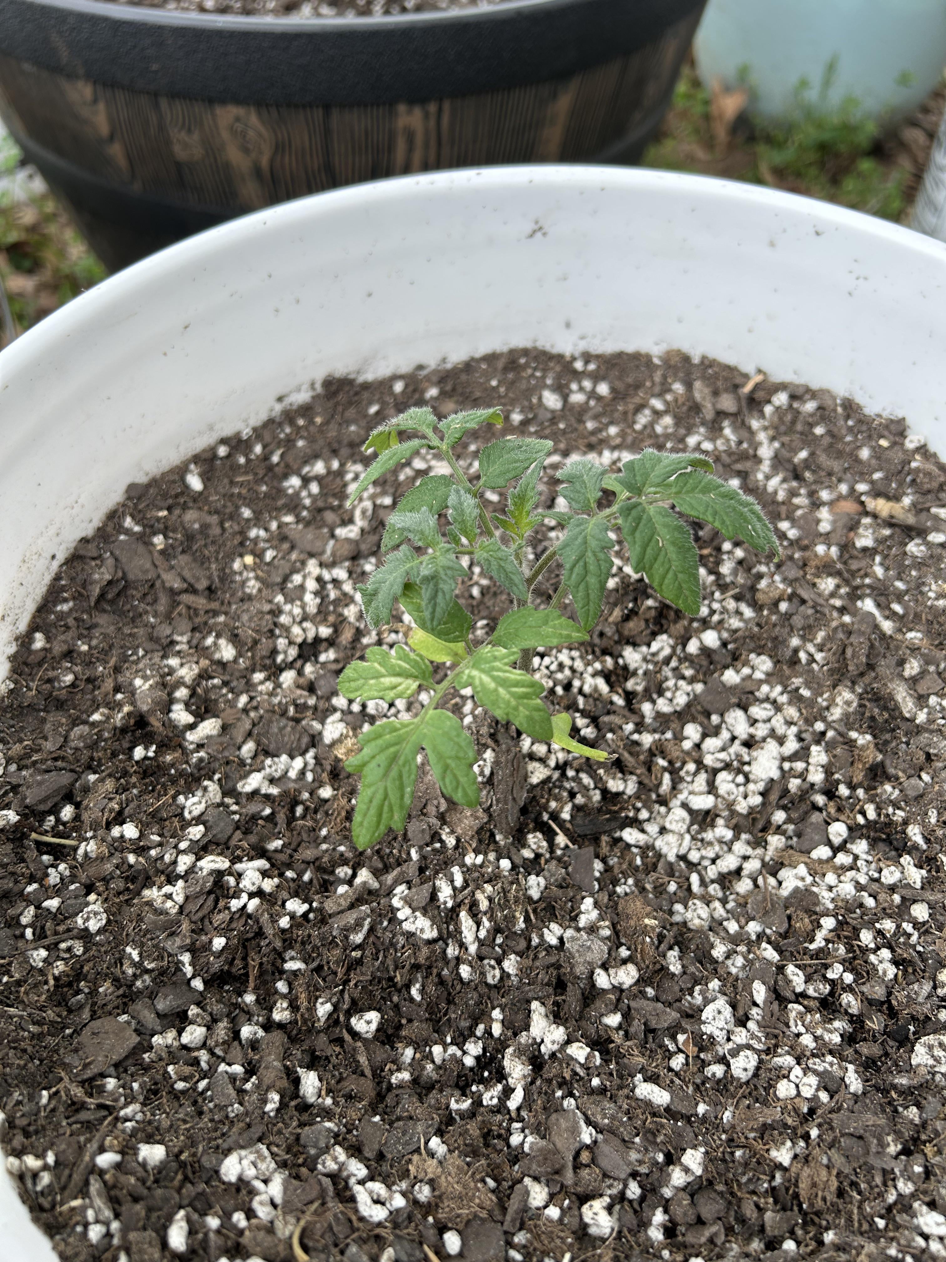 Little white lines on the leaves, something I should worry about ...