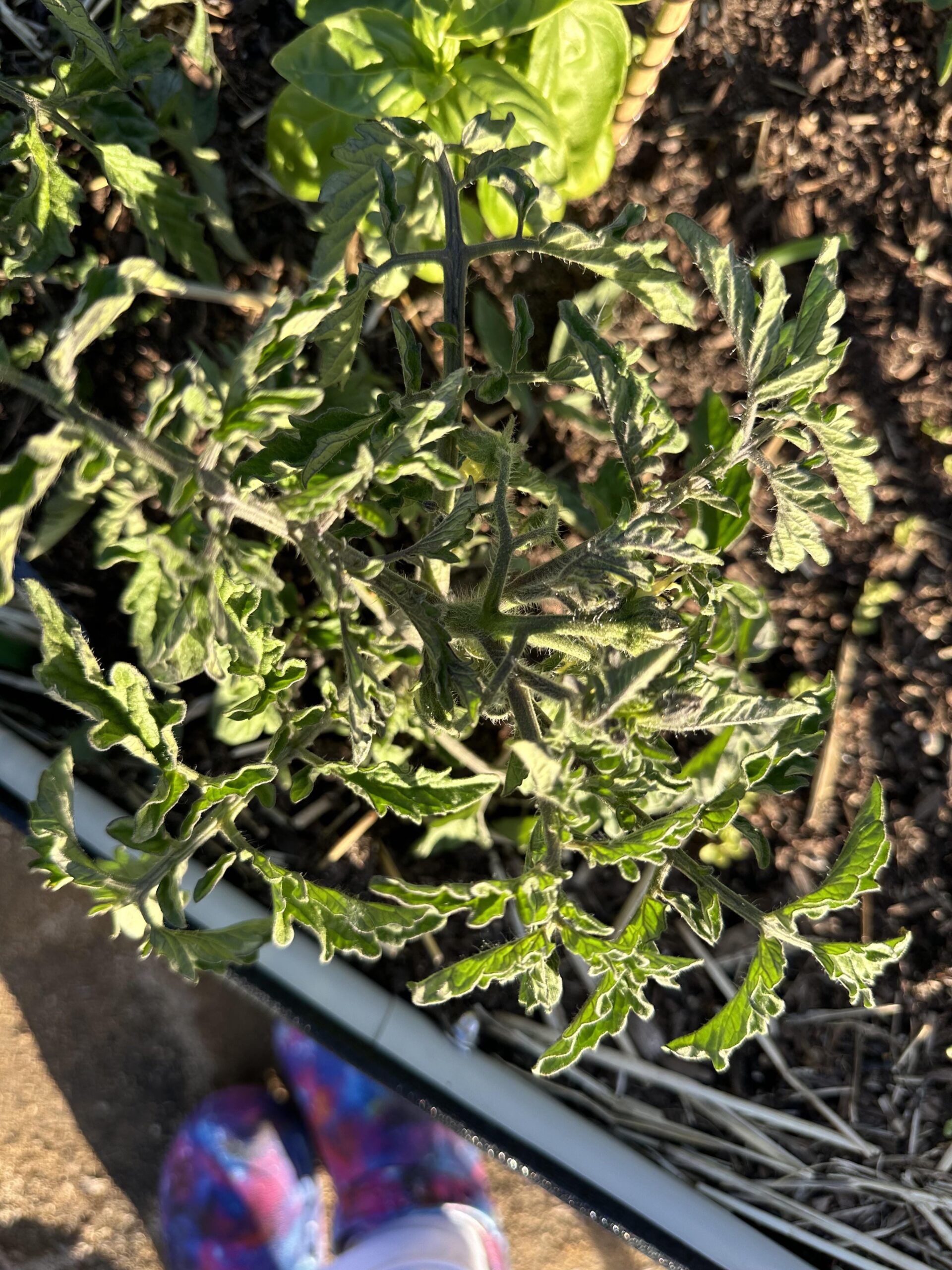 Why are my tomato leaves all spindly and curled up? - Dining and Cooking
