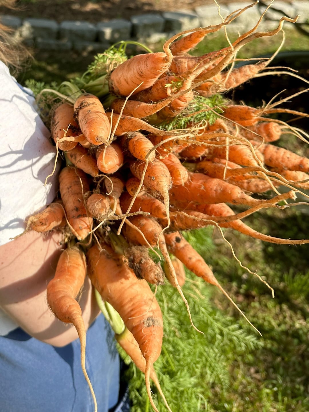 First carrot harvest - Dining and Cooking