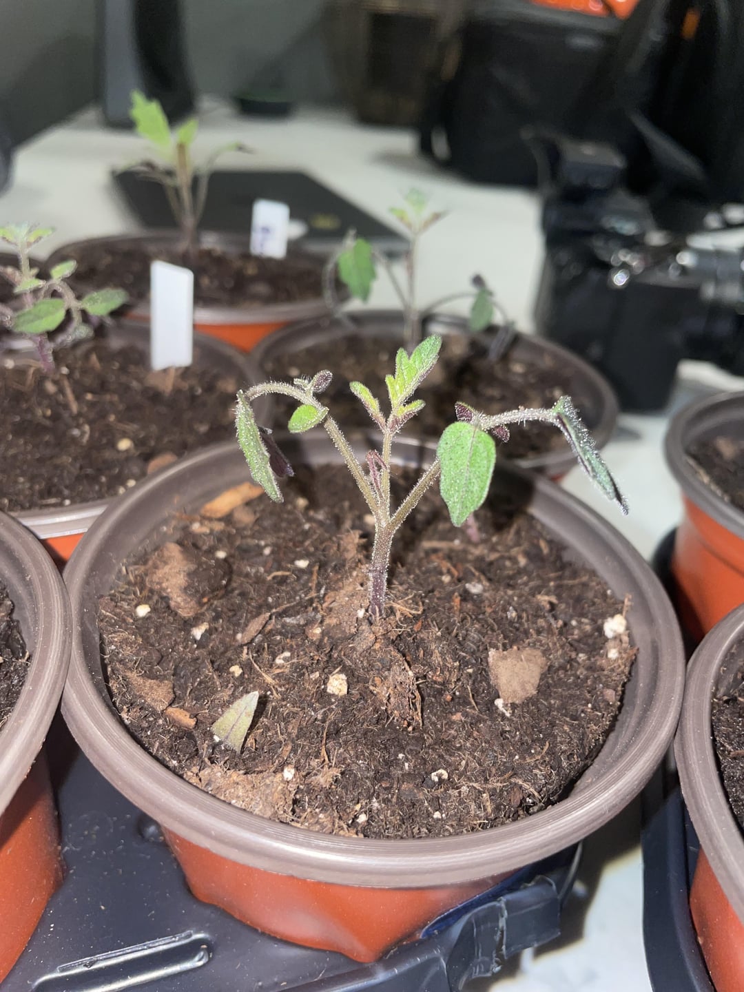 Droopy tomatoes after transplanting - Dining and Cooking