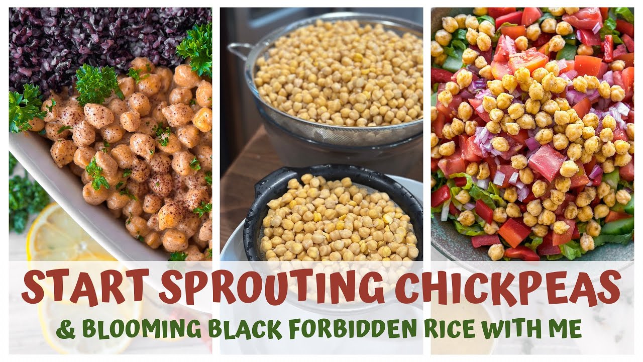 START SPROUTING CHICKPEAS & BLOOMING BLACK FORBIDDEN RICE WITH LISSA ...