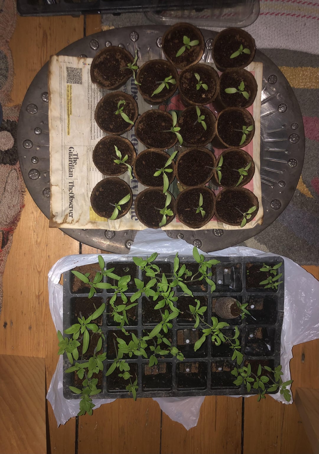 Why are the tomatoes I neglected doing better than the ones I care for ...