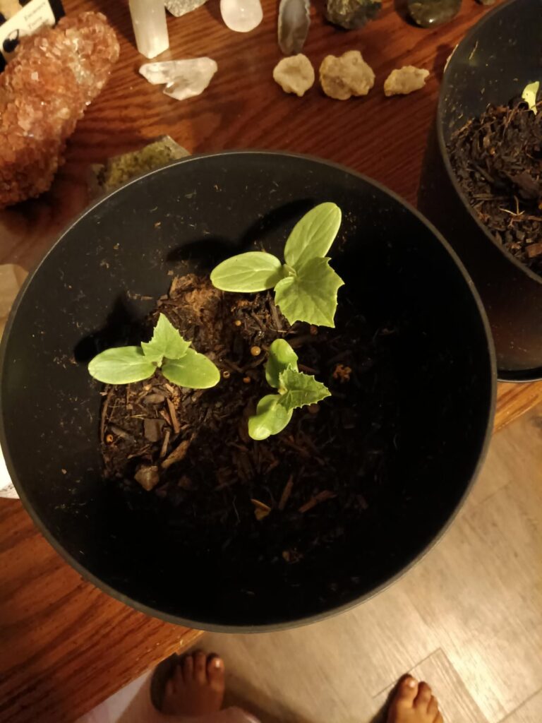 My seedling sprouted their true leaves! - Dining and Cooking