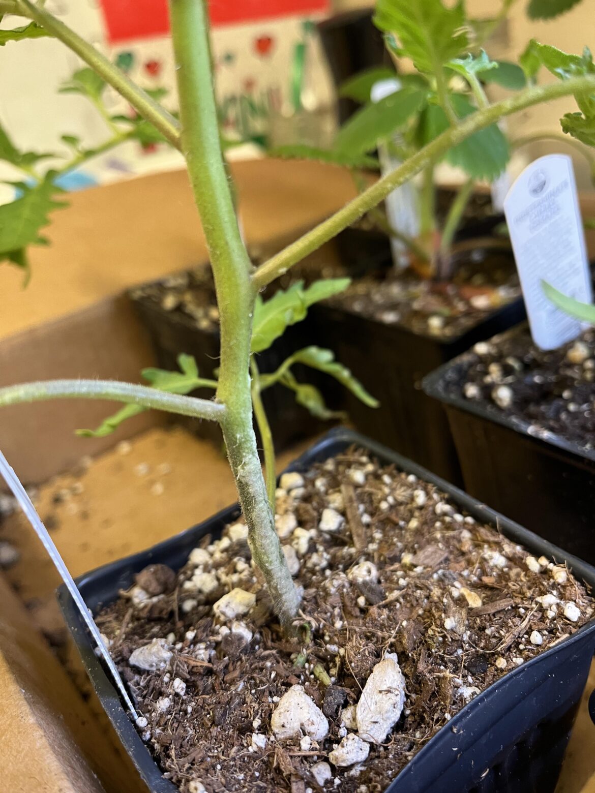 Tips for mildew on tomato start stems - Dining and Cooking