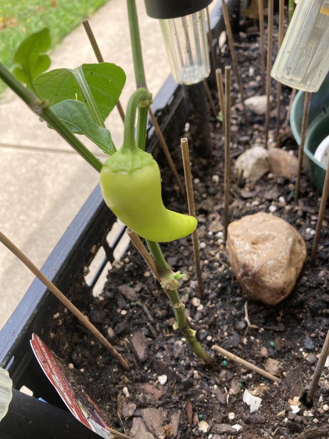 A couple months ago I had no desires to raise peppers. Now I’m about to ...