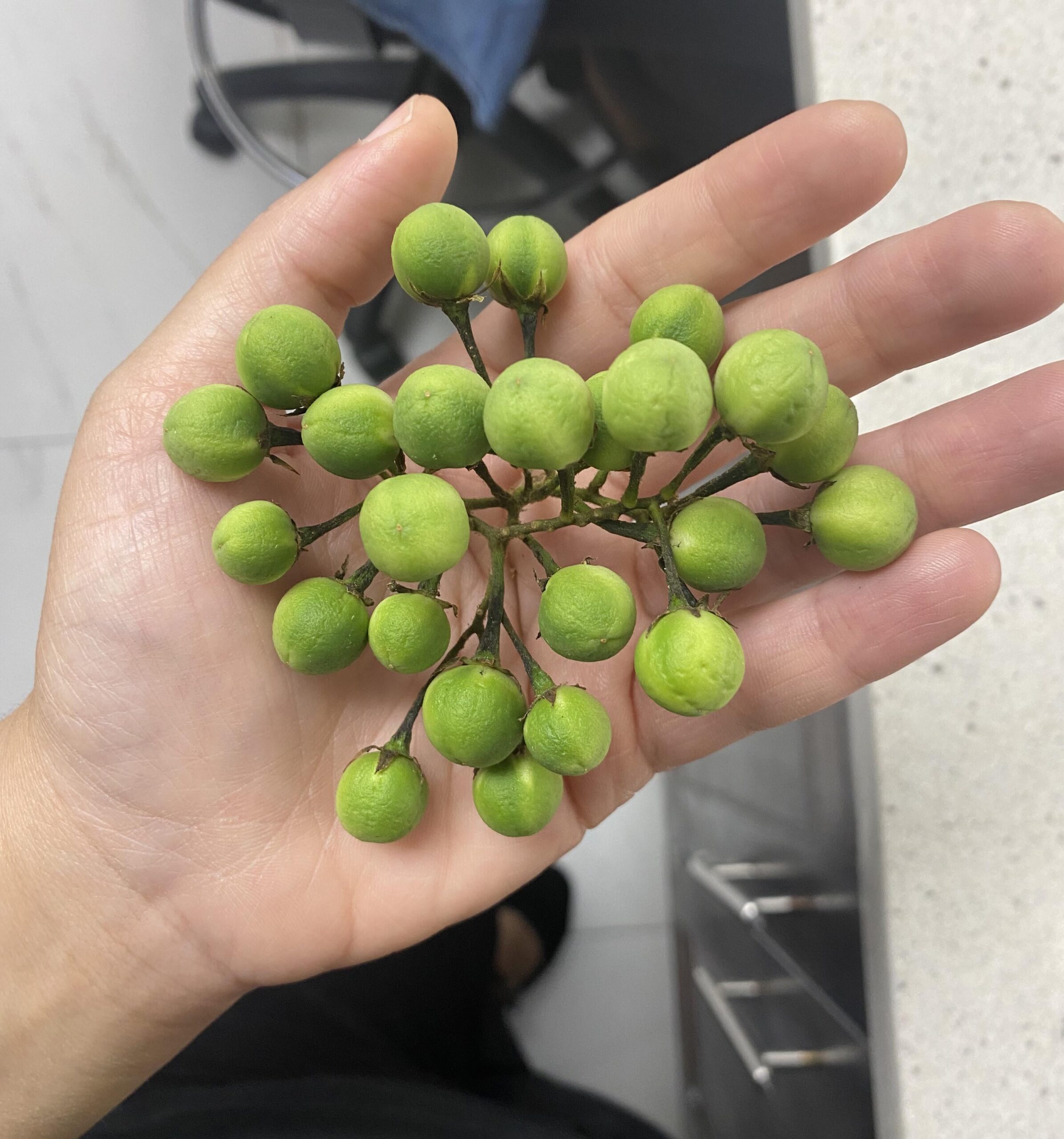 Turkey Berries - Dining and Cooking