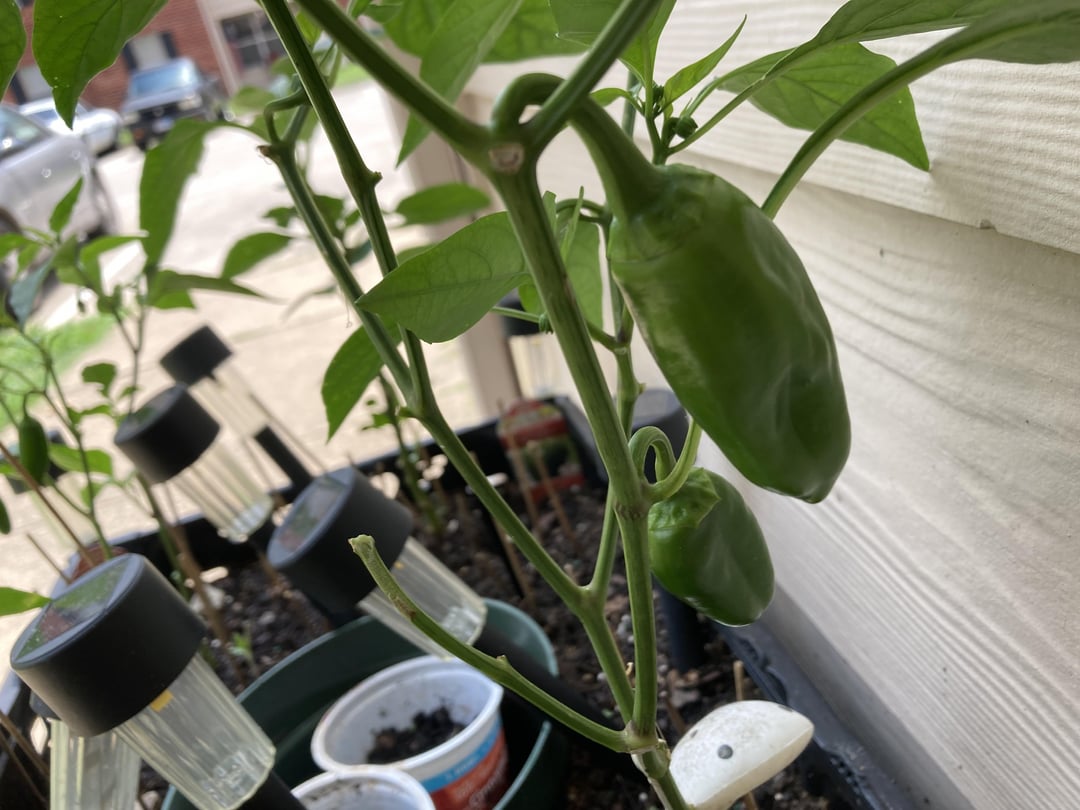 A couple months ago I had no desires to raise peppers. Now I’m about to ...