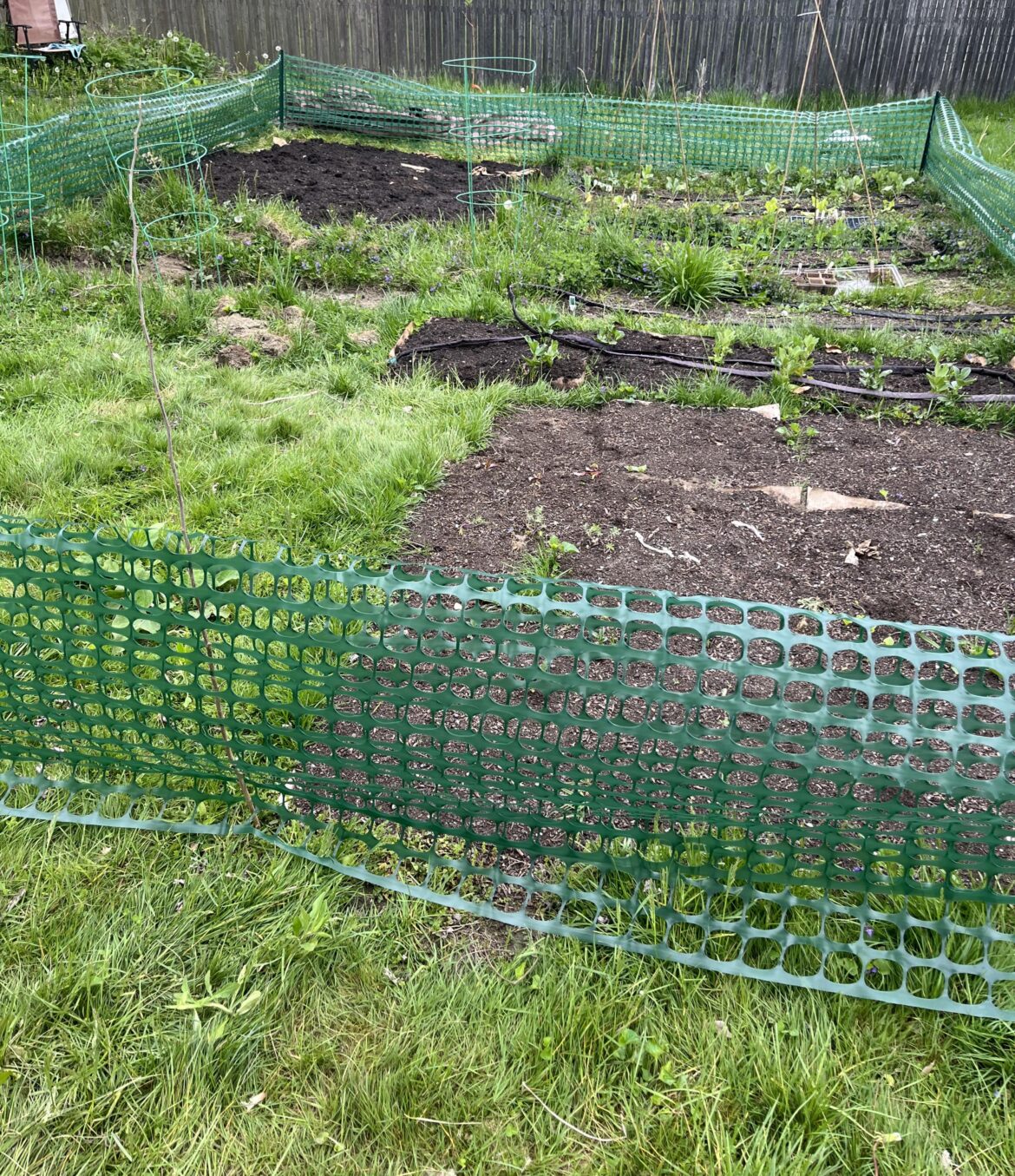 The most lo-fi rabbit protection ever - Dining and Cooking