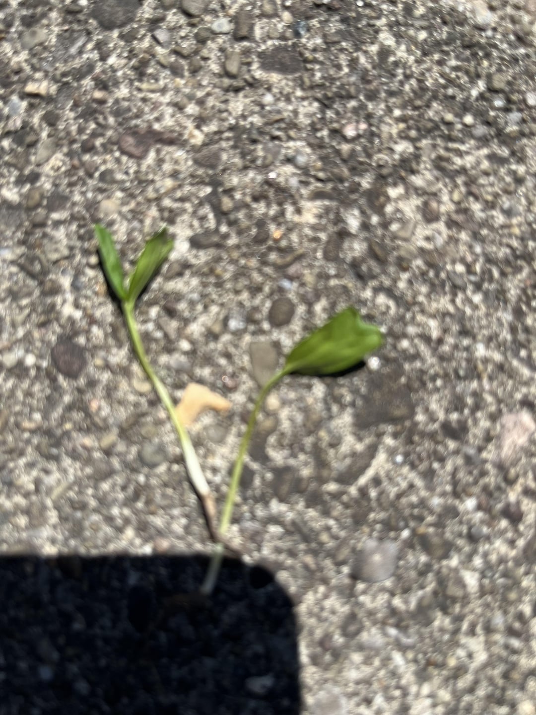 Identifying sprouts - Dining and Cooking