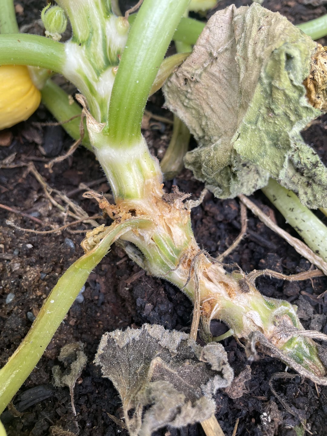 What is this damage to the main stem of my squash? - Dining and Cooking