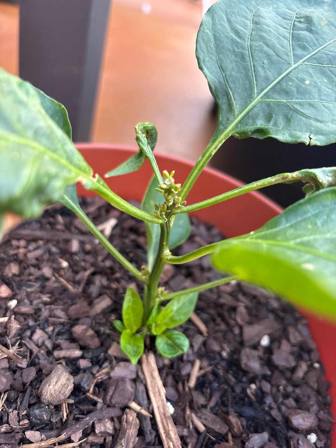Strange growth on main stem - Dining and Cooking