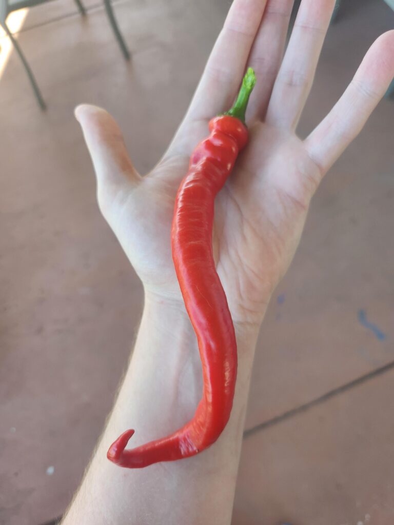 First Cayenne I've Grown - Dining and Cooking
