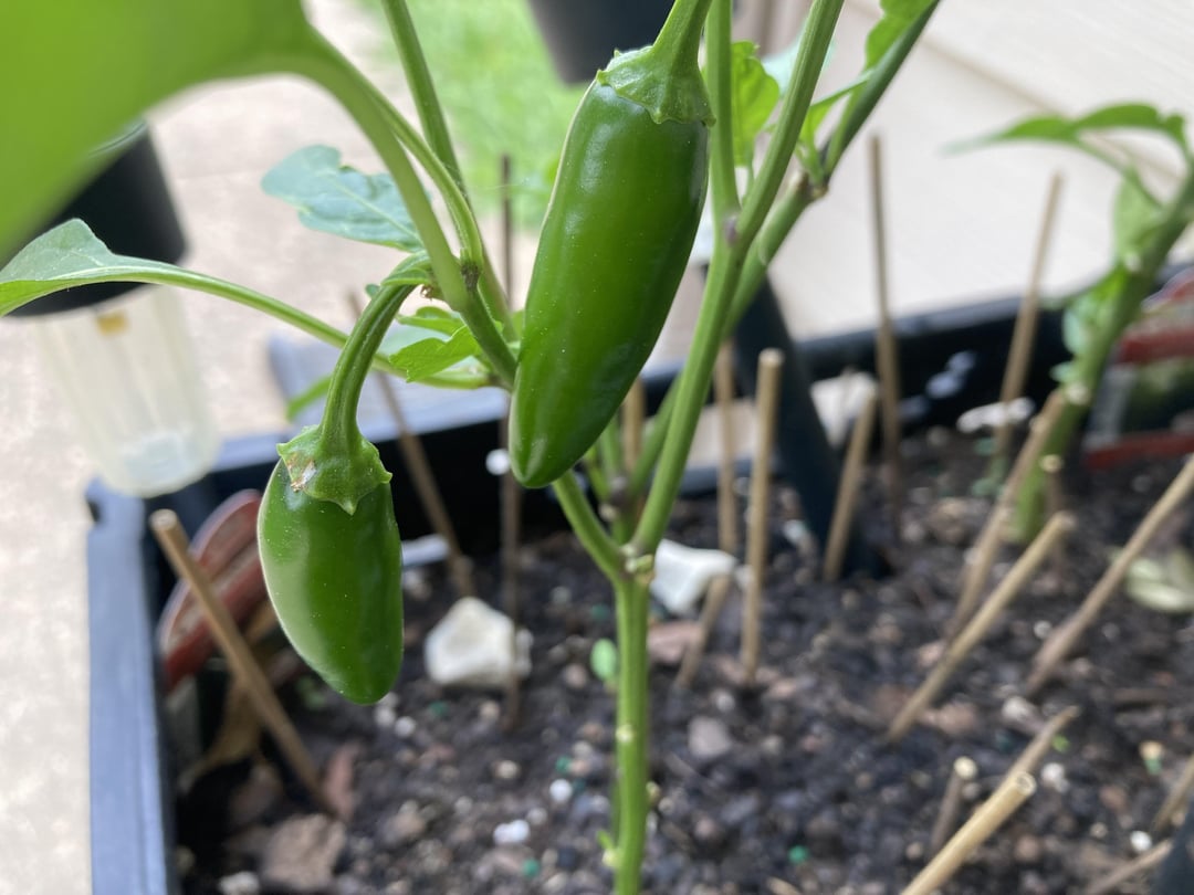 A couple months ago I had no desires to raise peppers. Now I’m about to ...