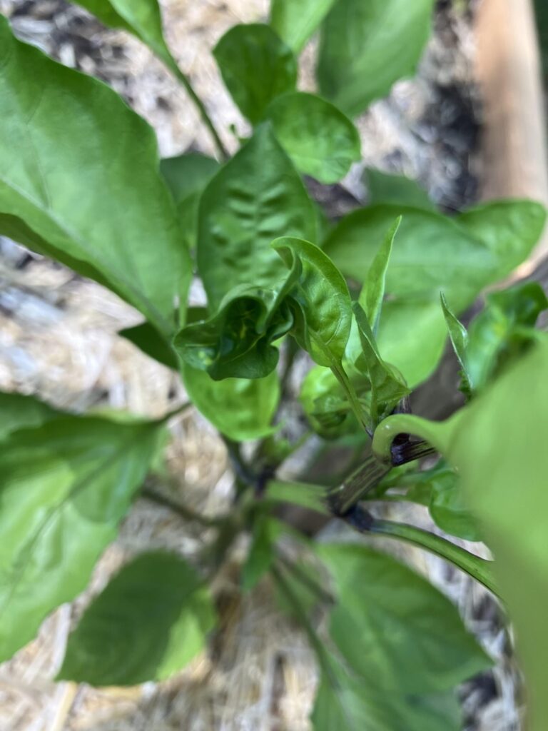 Is this thrip damage? Anything else that does this? - Dining and Cooking