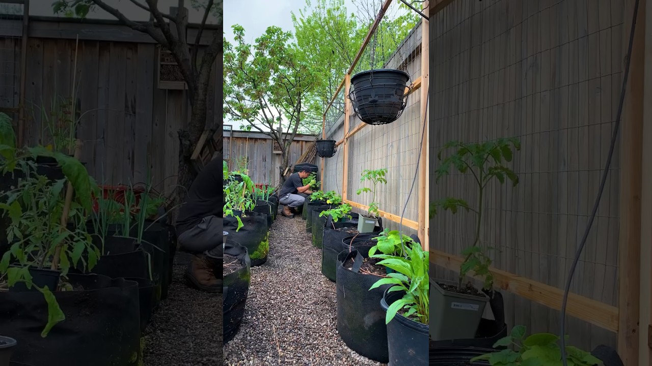 Companion planting is a smart gardening practice that maximizes the ...