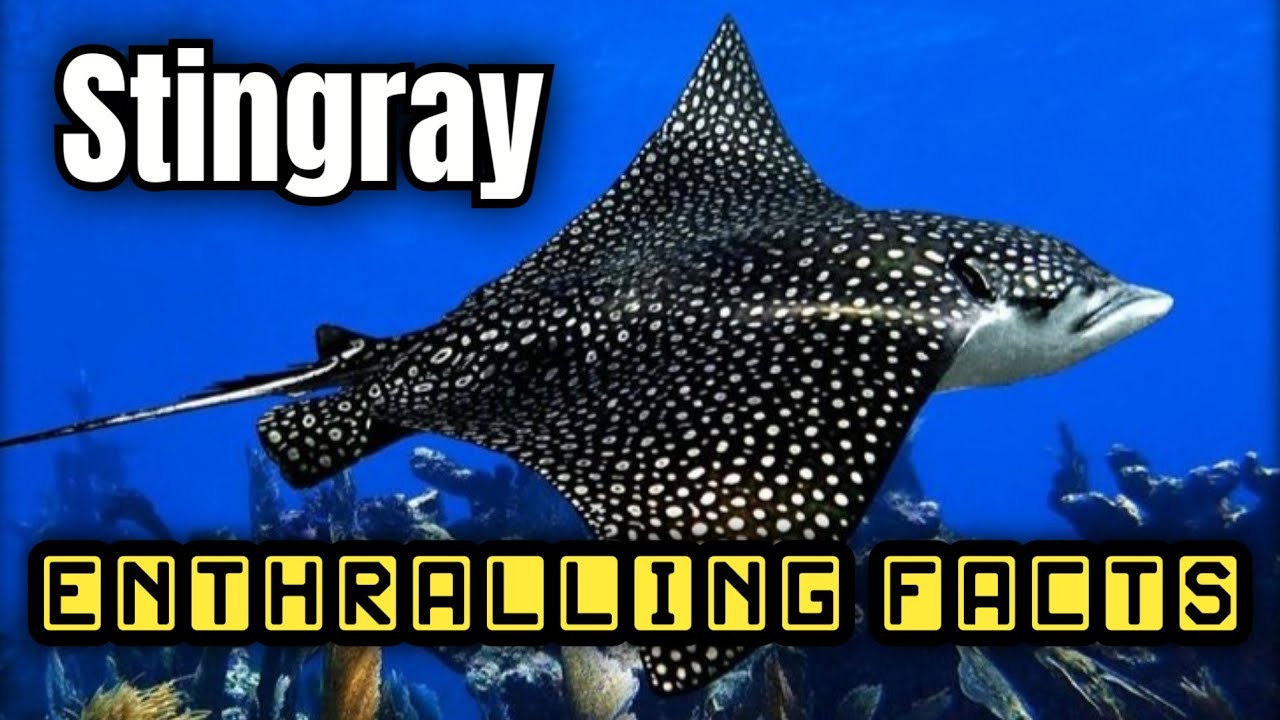 Stingray's Enthralling Facts | Amazing Underwater World - Dining and ...