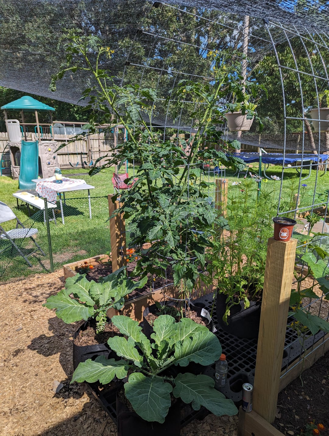 First time growing in fabric grows bags and won't be my last - Dining ...