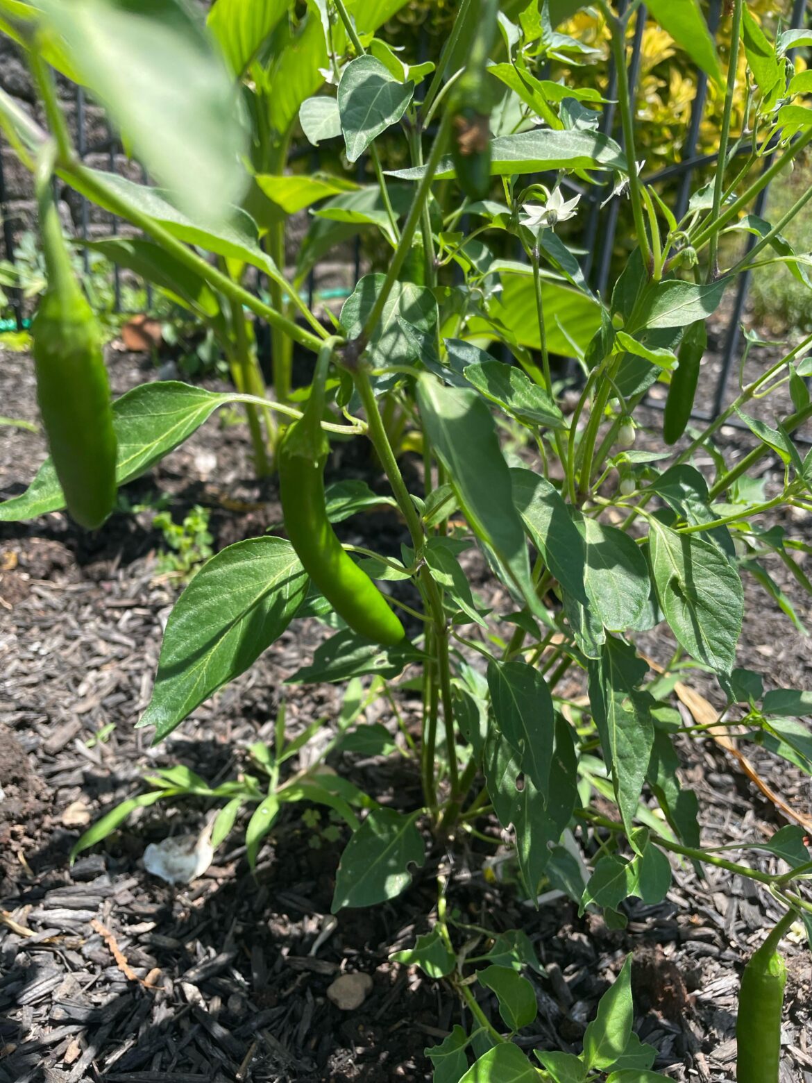 Need pepper ID - Dining and Cooking
