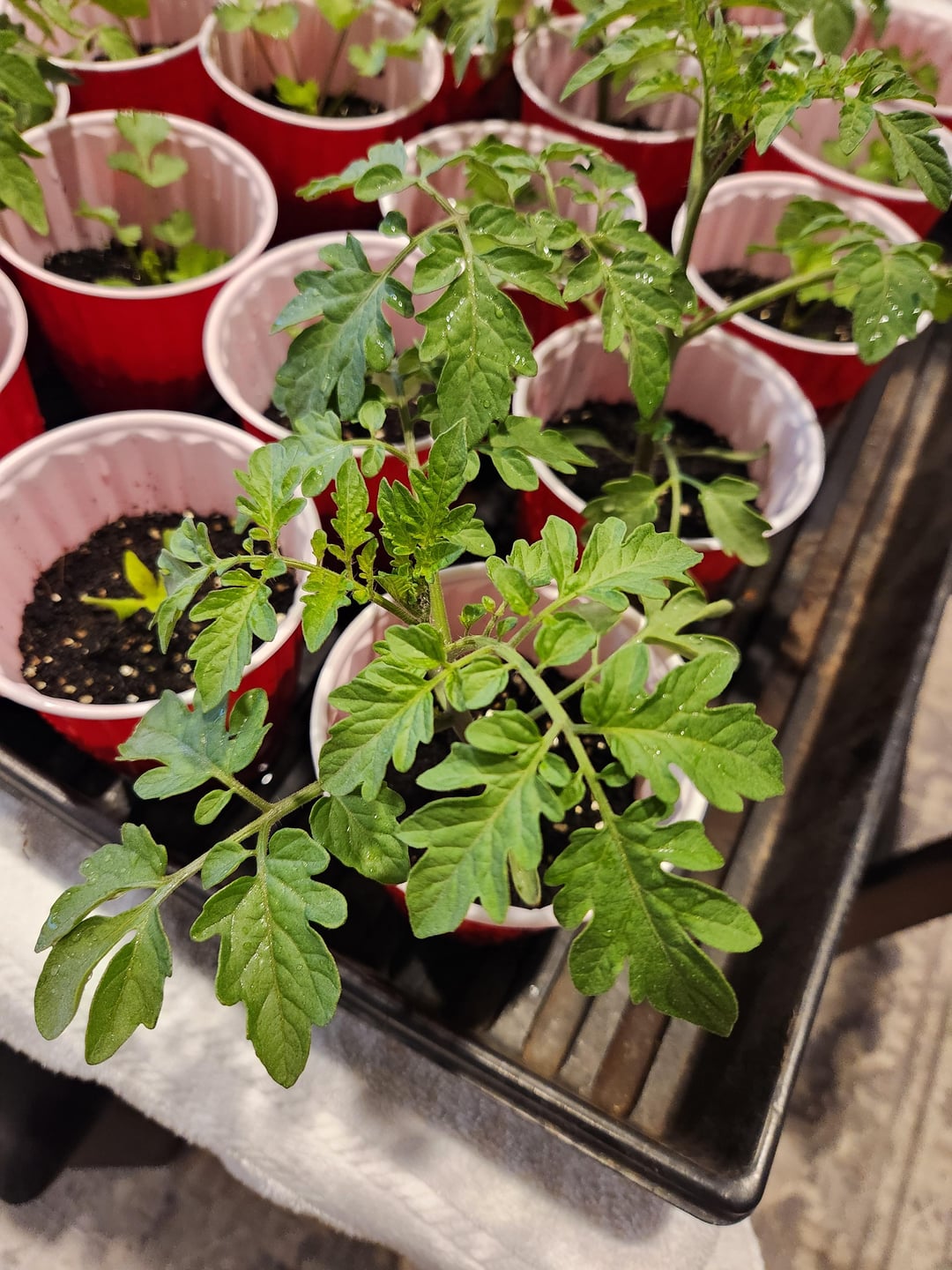 Images of the two 12 lbs cherry tomato plants from seedlings to harvest ...