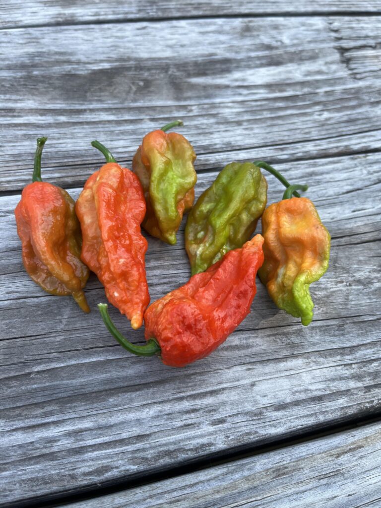 Ghost Peppers are coming in! Fermenting most of these for a hot sauce ...