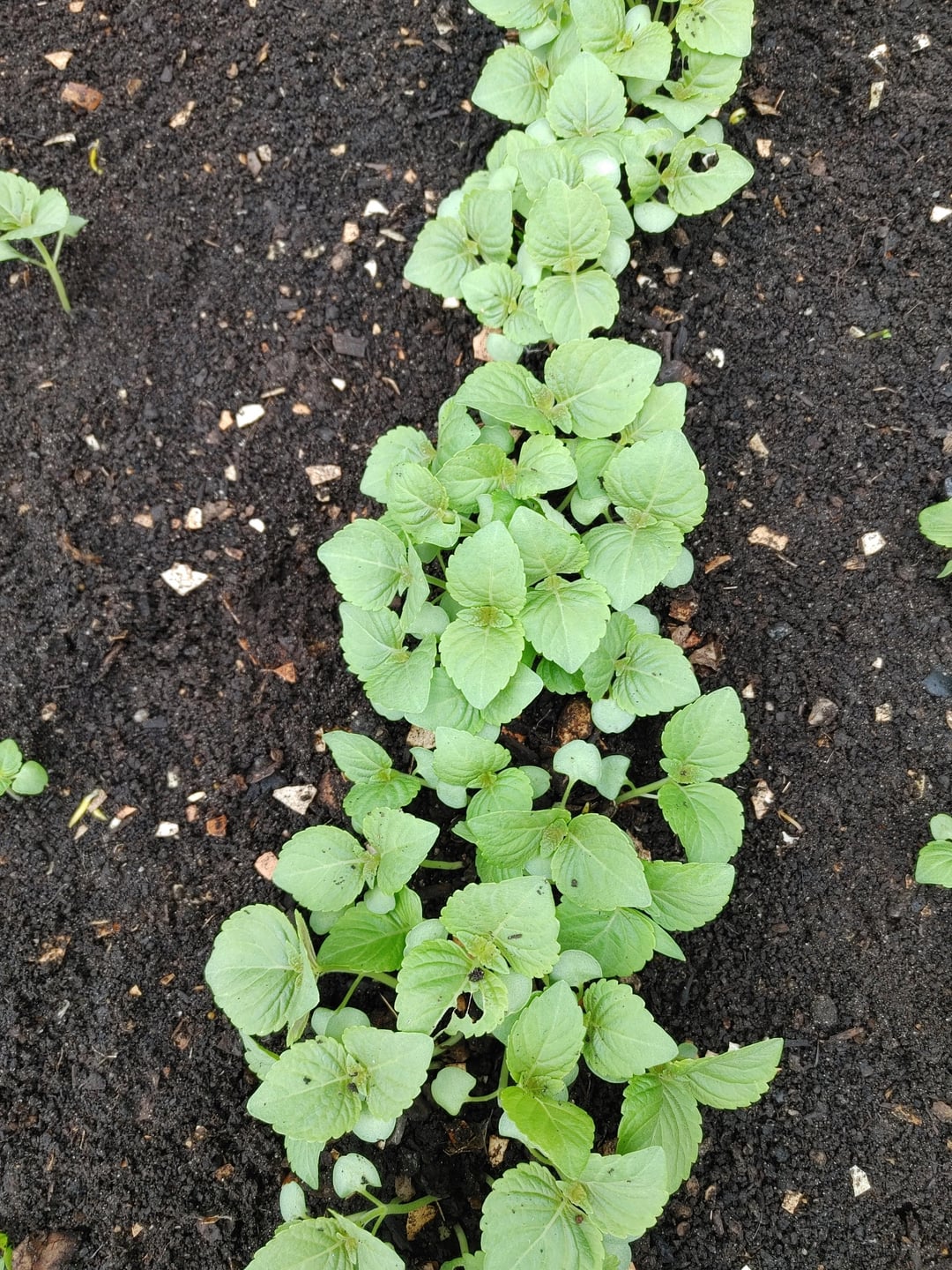 Advice for beginner growing perilla leaves outdoors - Dining and Cooking