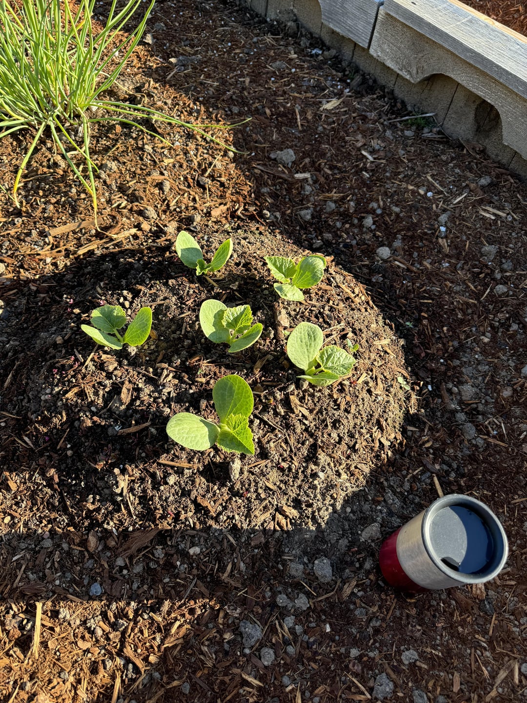 Good morning all you veggie fiends, advice on thinning squash and beans ...