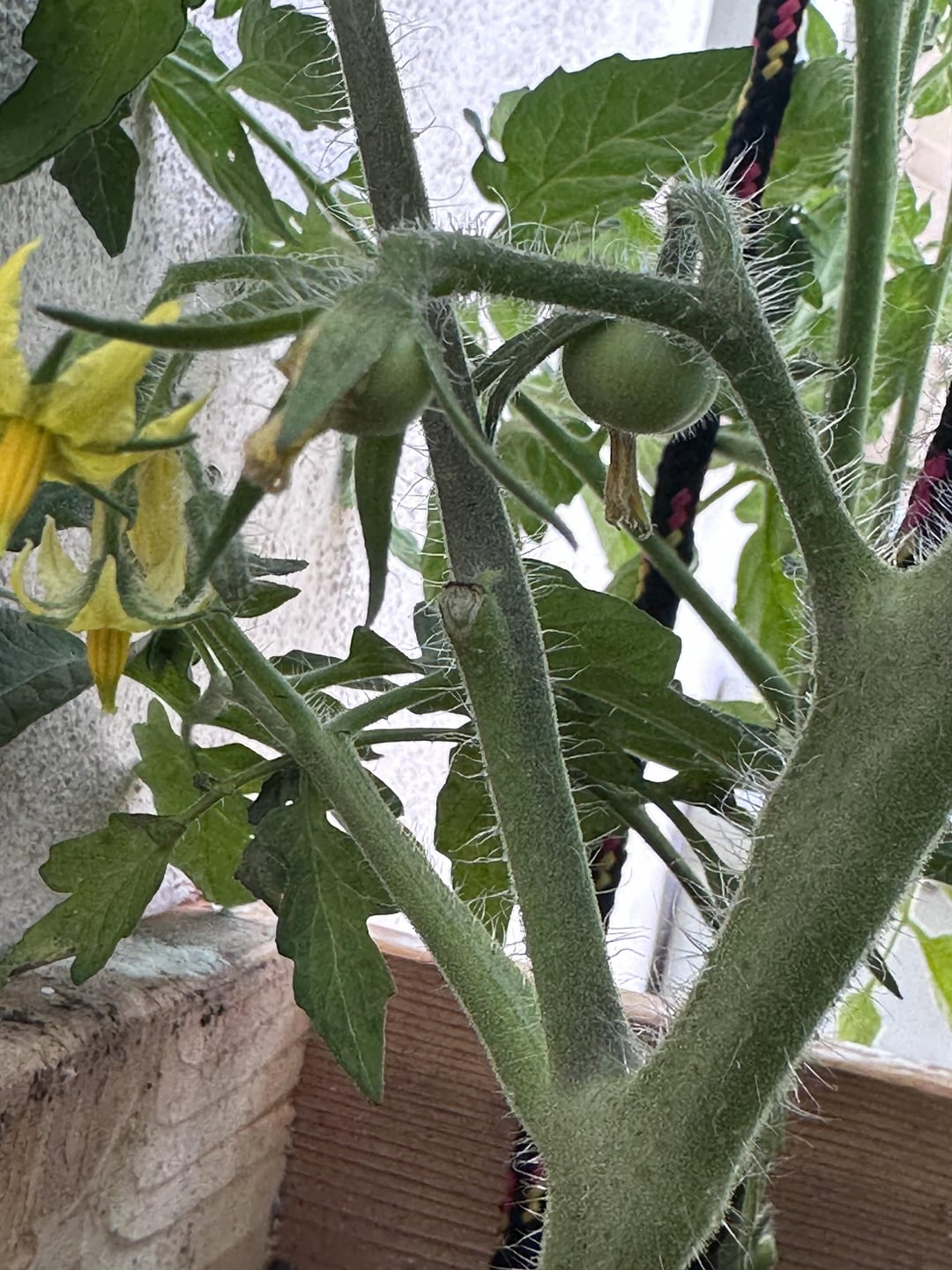 First tomatoes & first year gardening! - Dining and Cooking