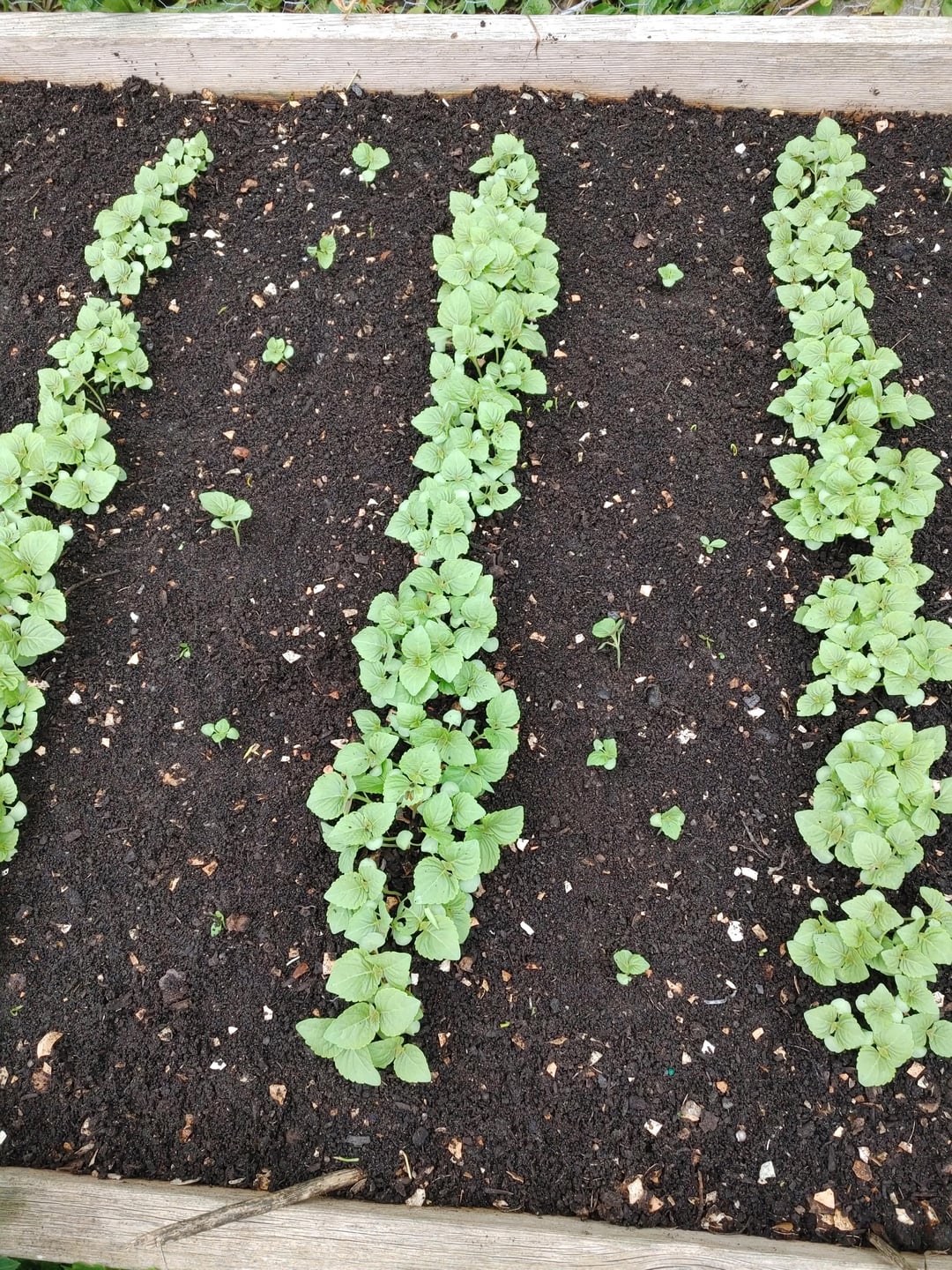 Advice for beginner growing perilla leaves outdoors - Dining and Cooking