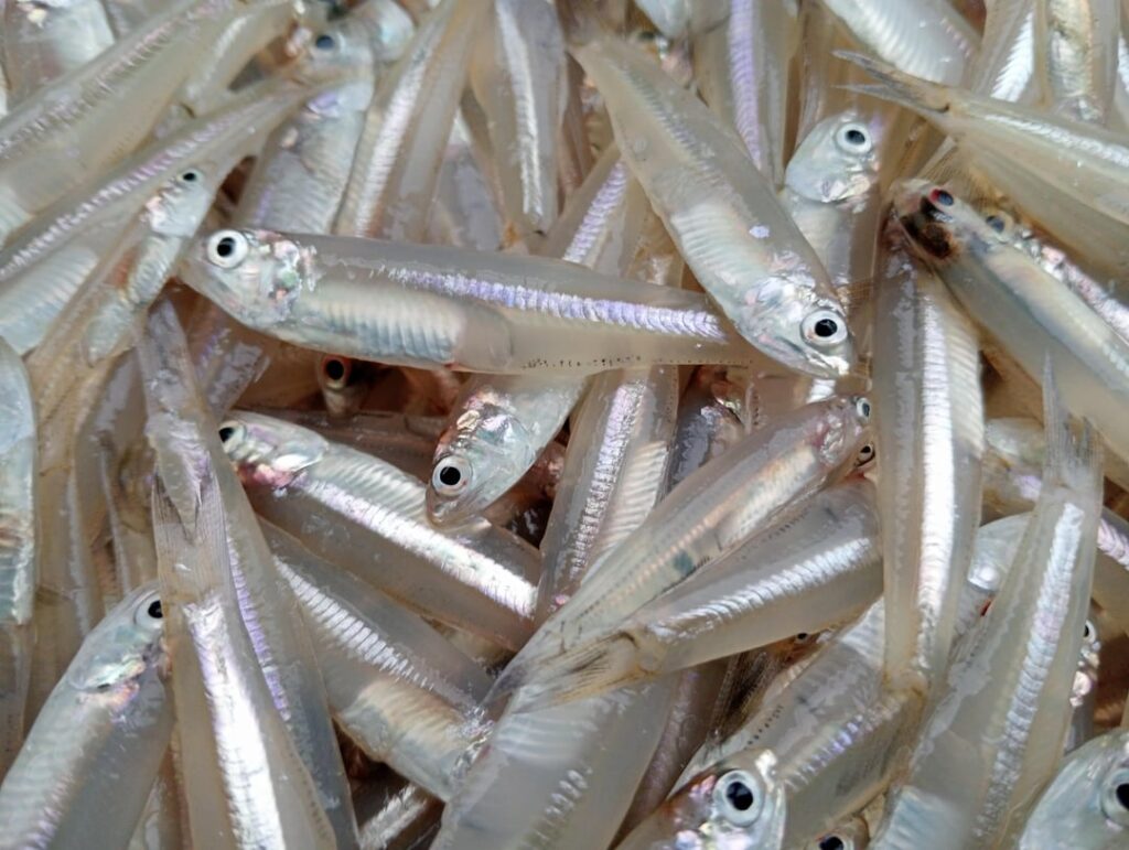 The fresh anchovy from the folk fisherman in the south of Thailand ...