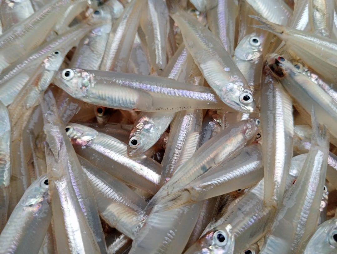 The fresh anchovy from the folk fisherman in the south of Thailand ...