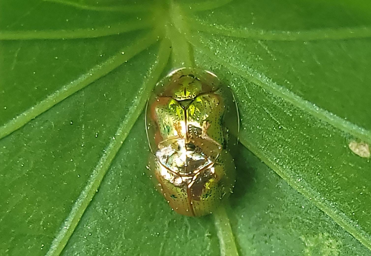 What are these metallic gold/greenish bugs with a transparent "bowl ...