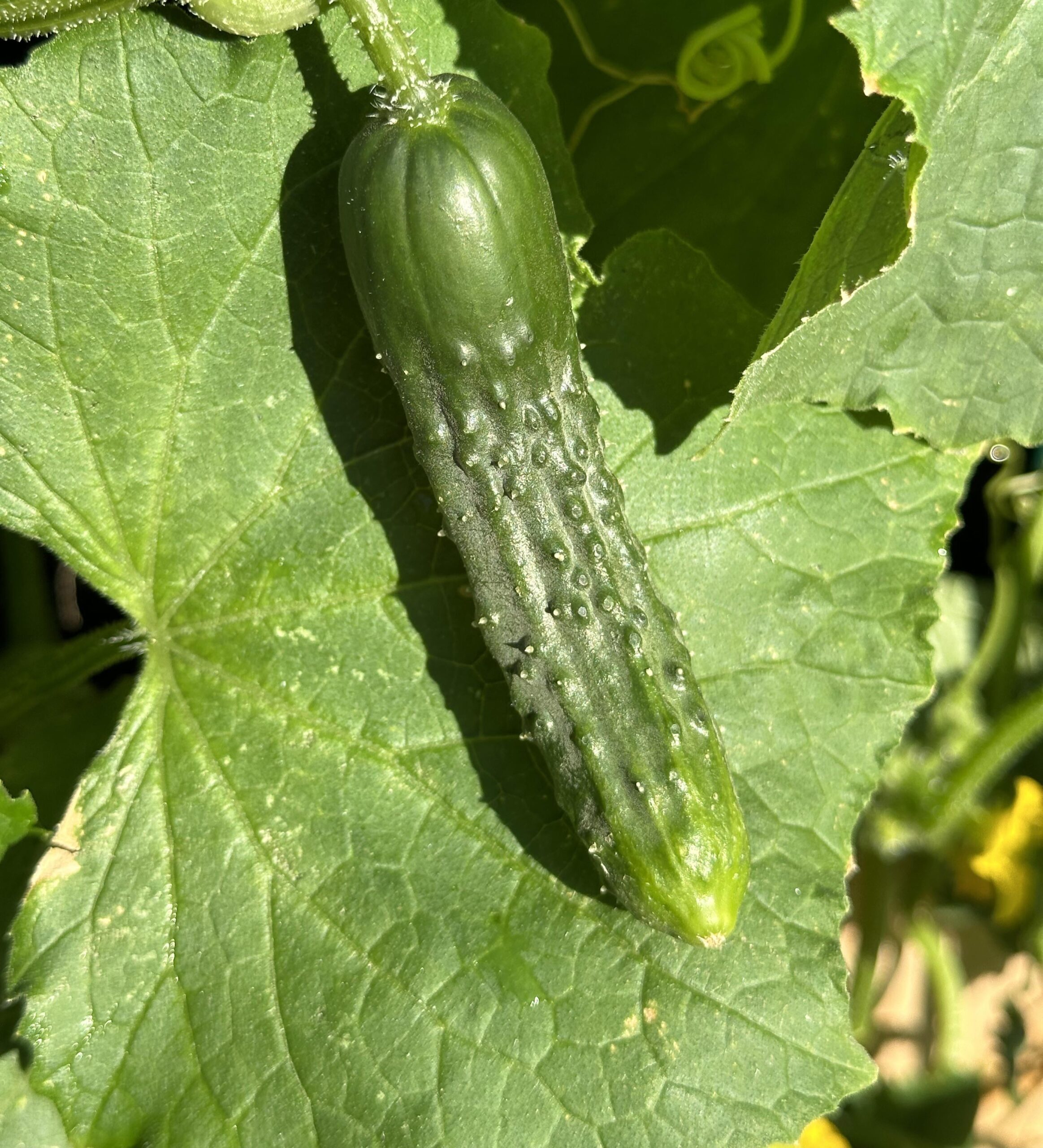 First time growing cucumbers, does this look normal? - Dining and Cooking