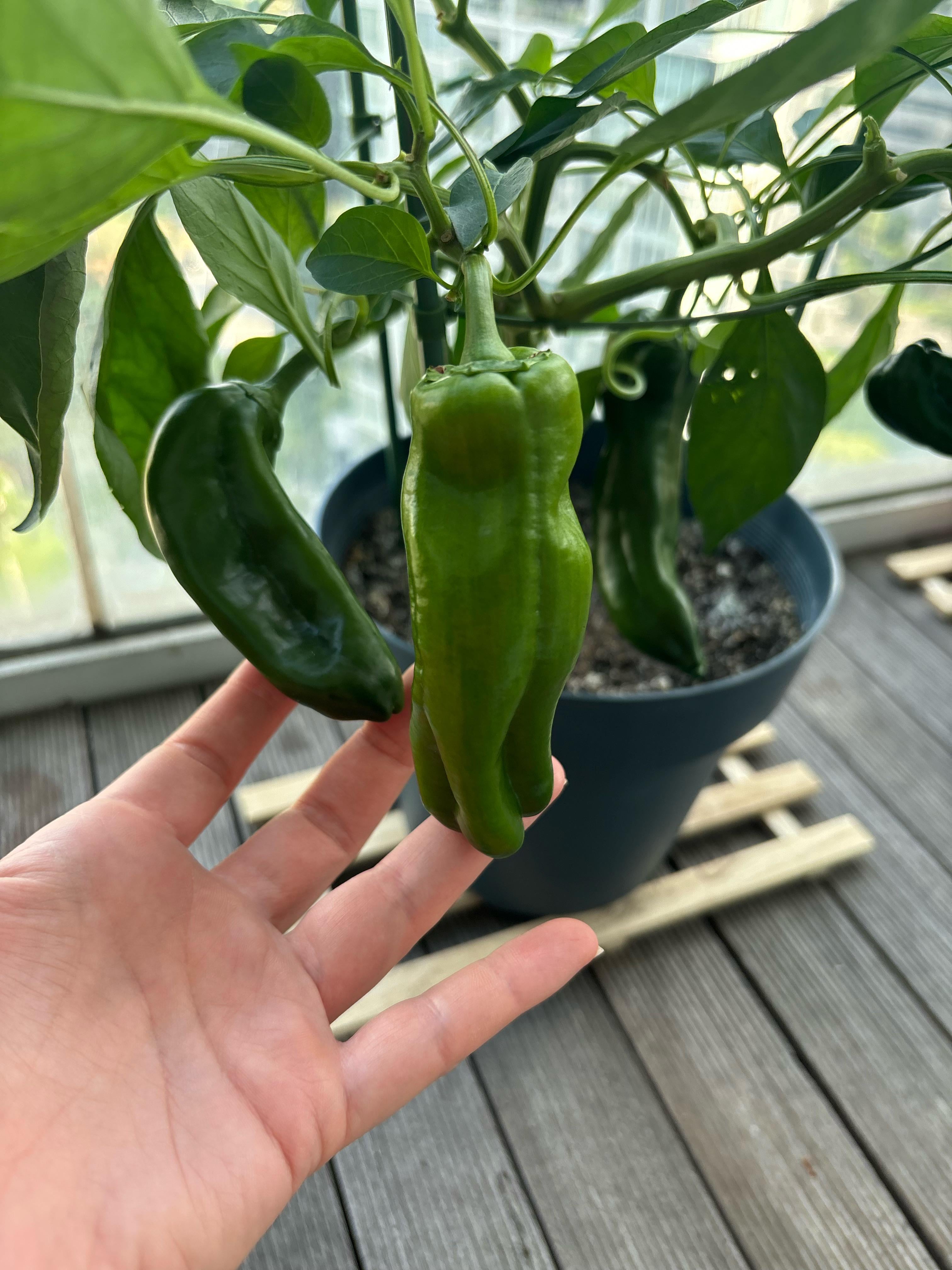 Palermo peppers looking paler than others - Dining and Cooking