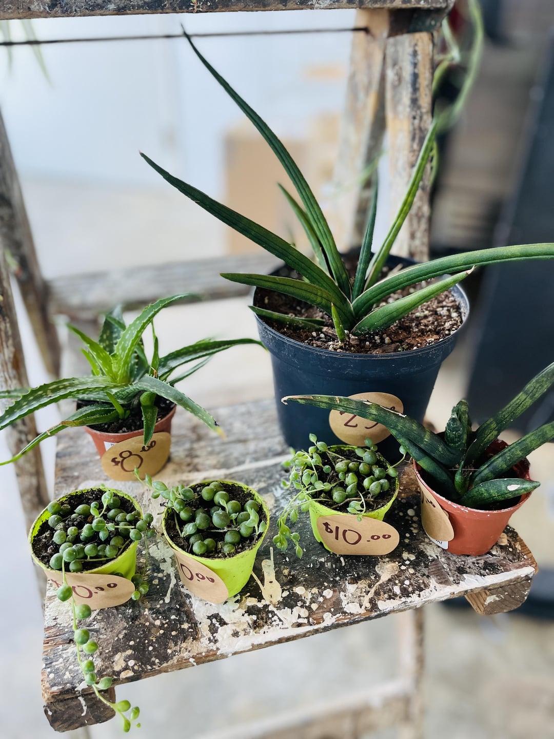 Andytown Coffee Roasters - Dining and Cooking