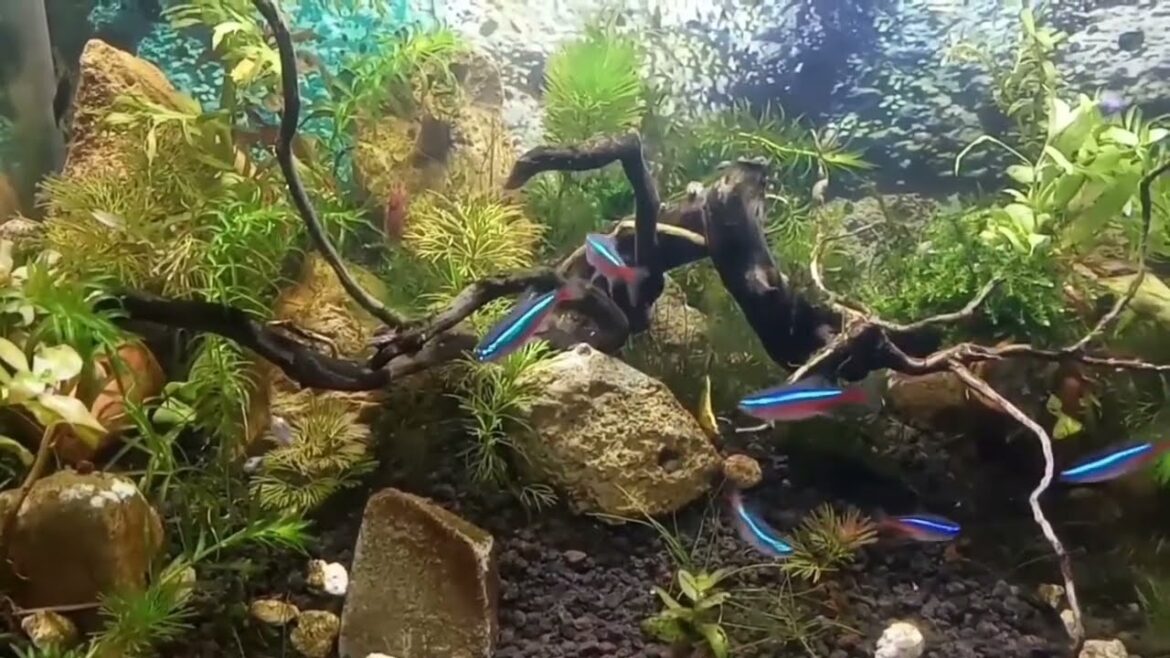 super red clarki ornamental shrimp - Dining and Cooking