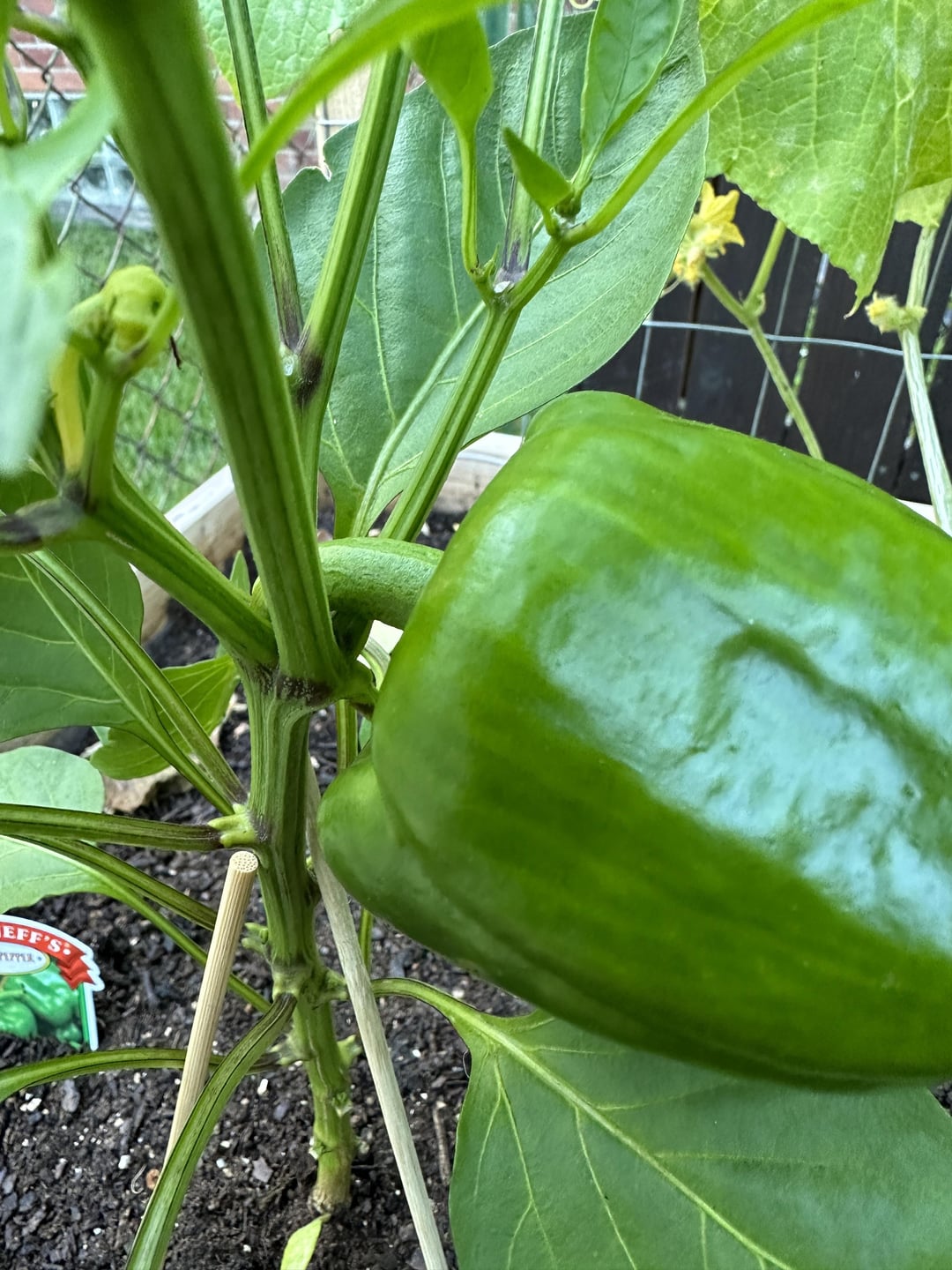 Green bell pepper. Outdoor, only growing 1 pepper . Is that because it ...