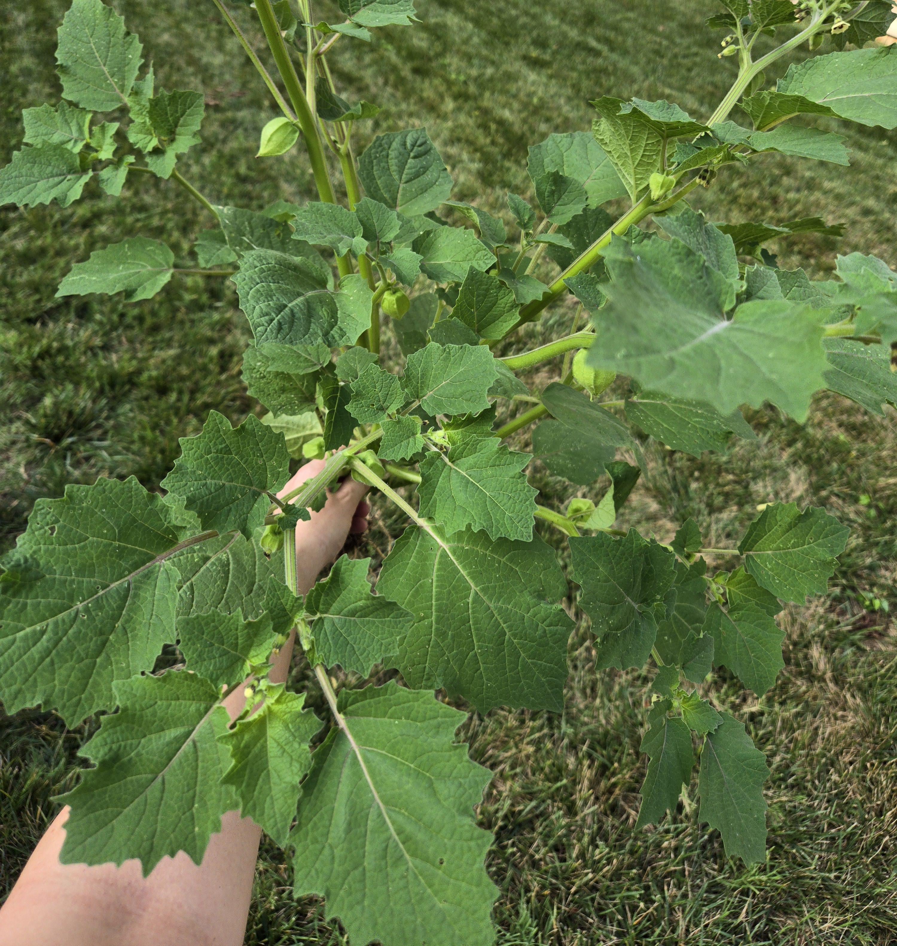 Ripped out this gigantic weed that was posing as one of my tomato ...
