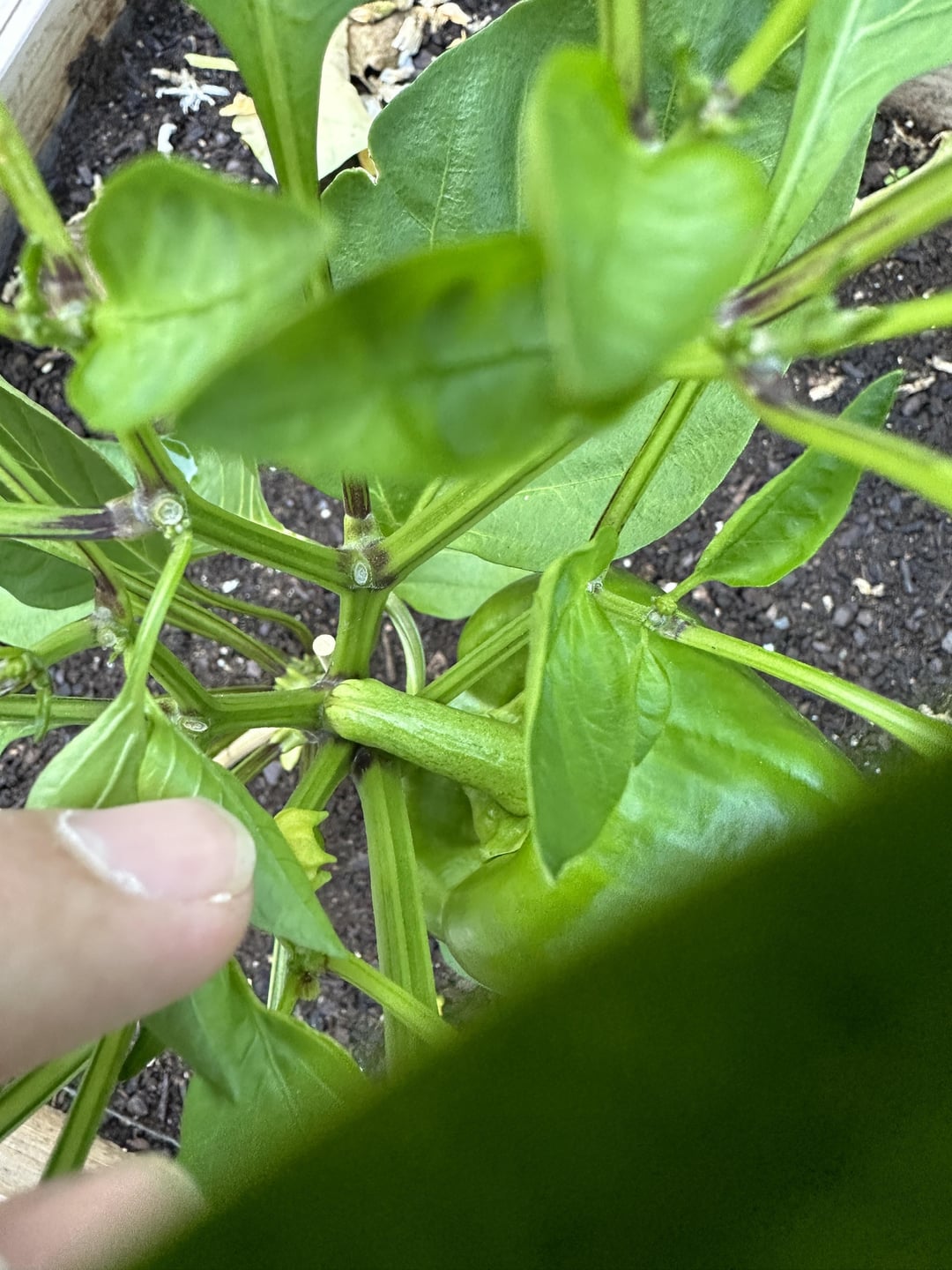 Green bell pepper. Outdoor, only growing 1 pepper . Is that because it ...