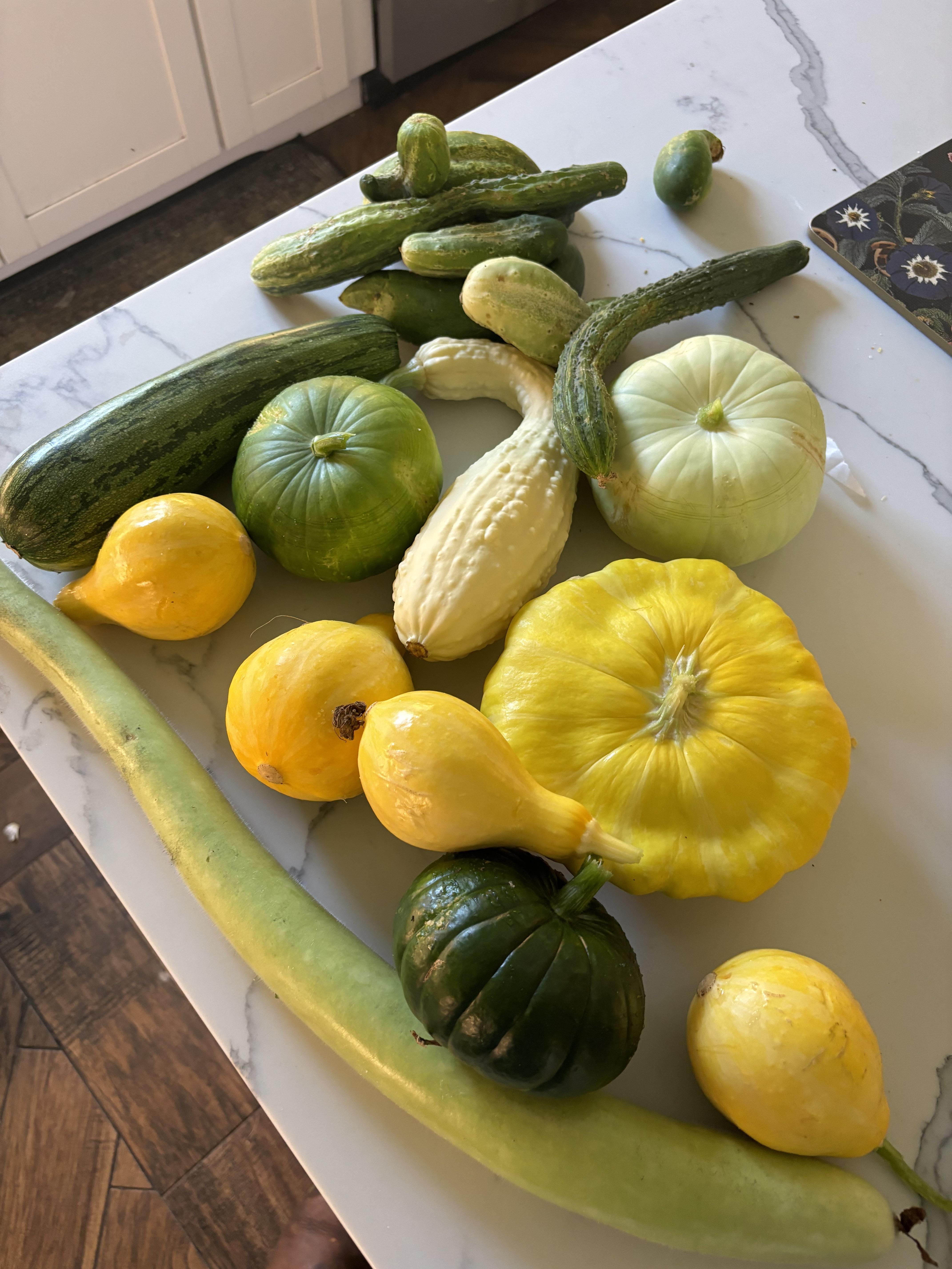 First cucuzzi of the year/more squash and some ugly cukes . - Dining ...