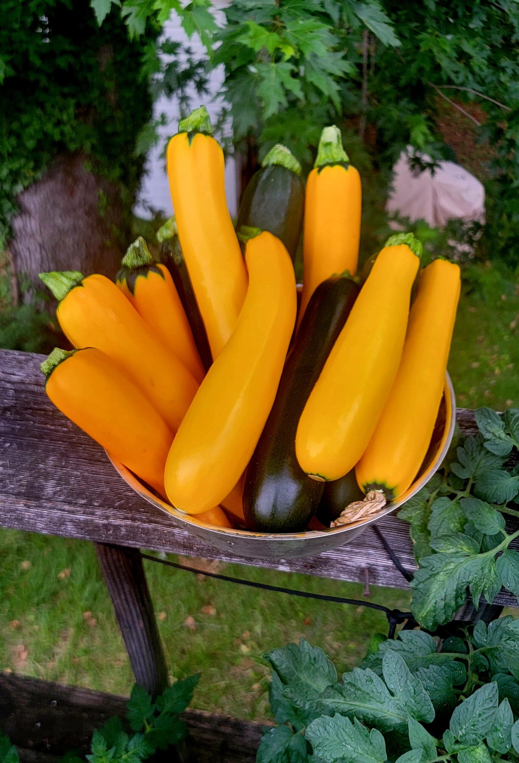 and so it begins, 4th of July harvest - Dining and Cooking