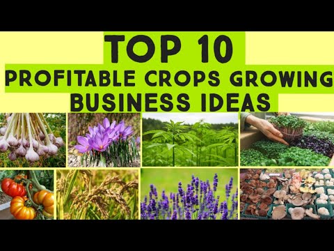 TOP 10 PROFITABLE CROPS GROWING BUSINESS IDEAS - Dining and Cooking