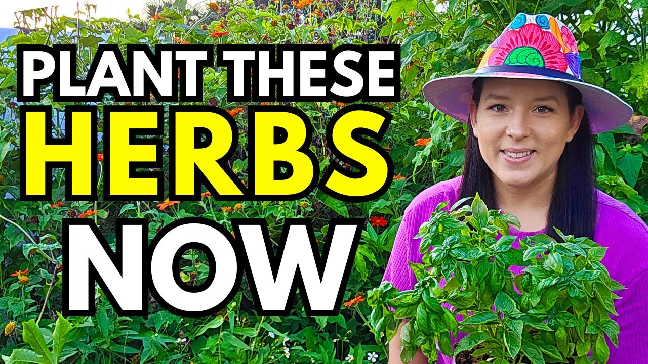 10 Easy Herbs To Start From Seed For A Fall Garden Herb Growing Tips
