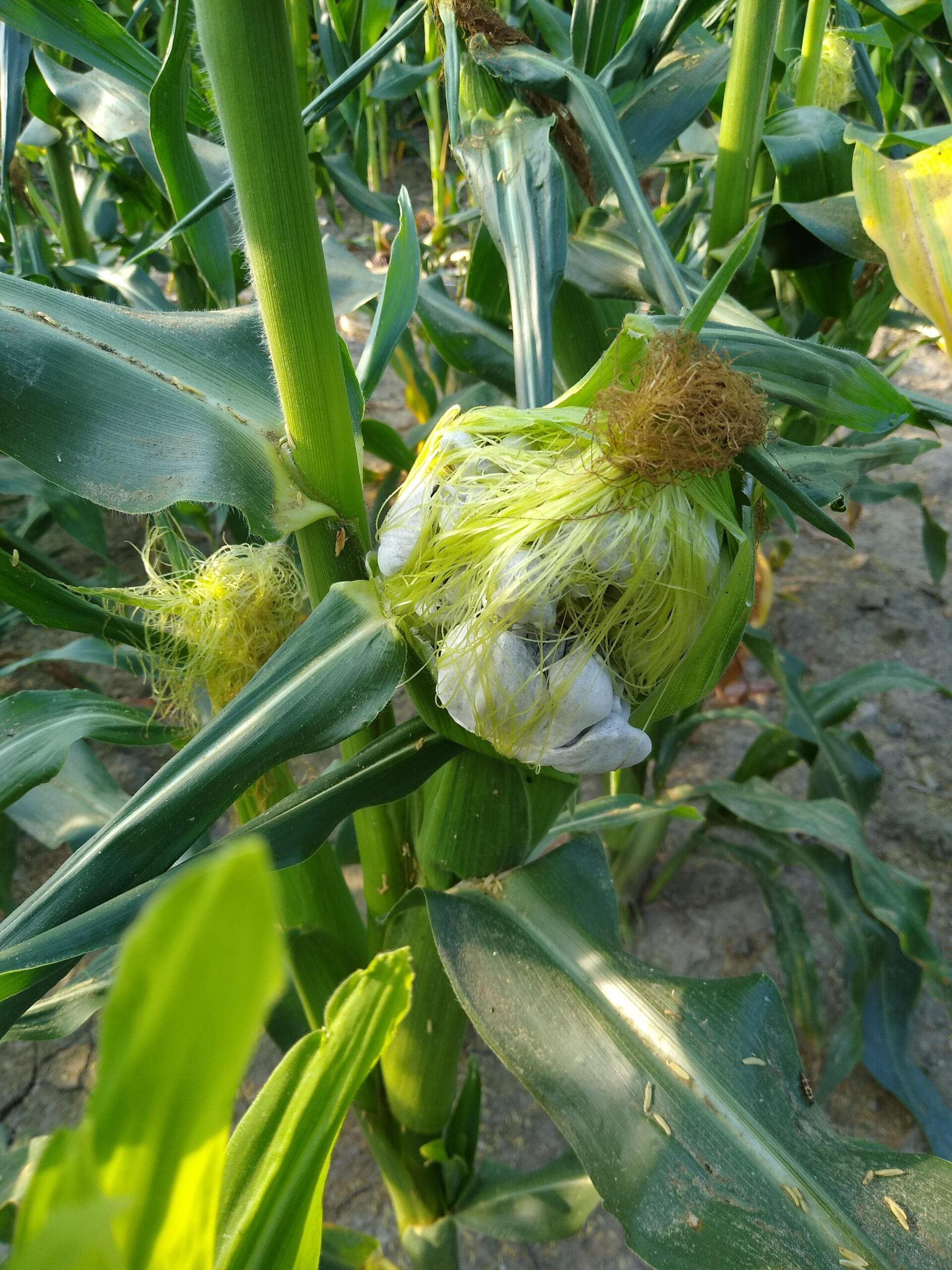 Huitlacoche, corn smut, in sweet corn. Advice needed on how to harvest ...