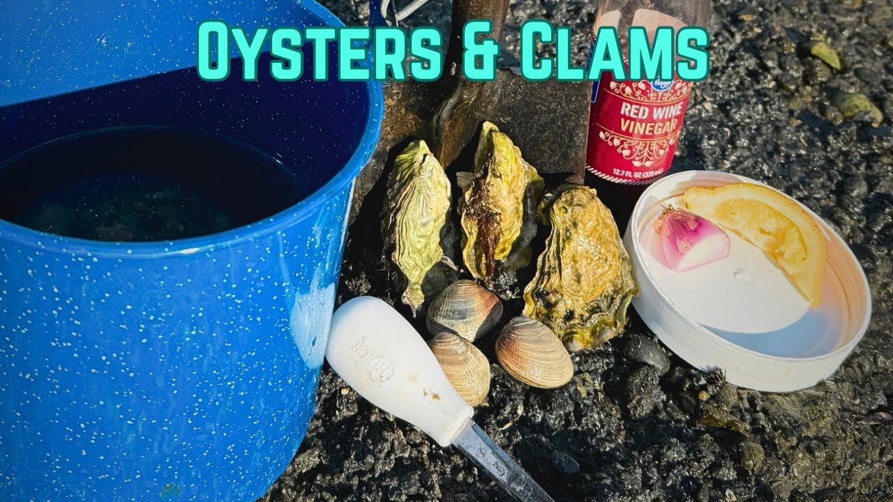 How to dig Clams and Oysters and recipes for fresh on the beach and at ...