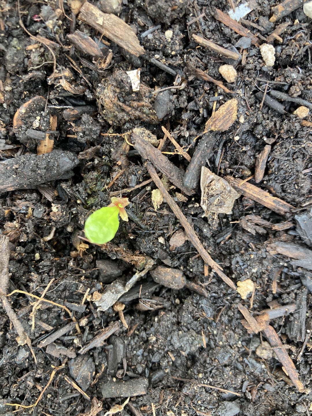 Mystery: what’s eating our beet sprouts? Varied protection - Dining and ...