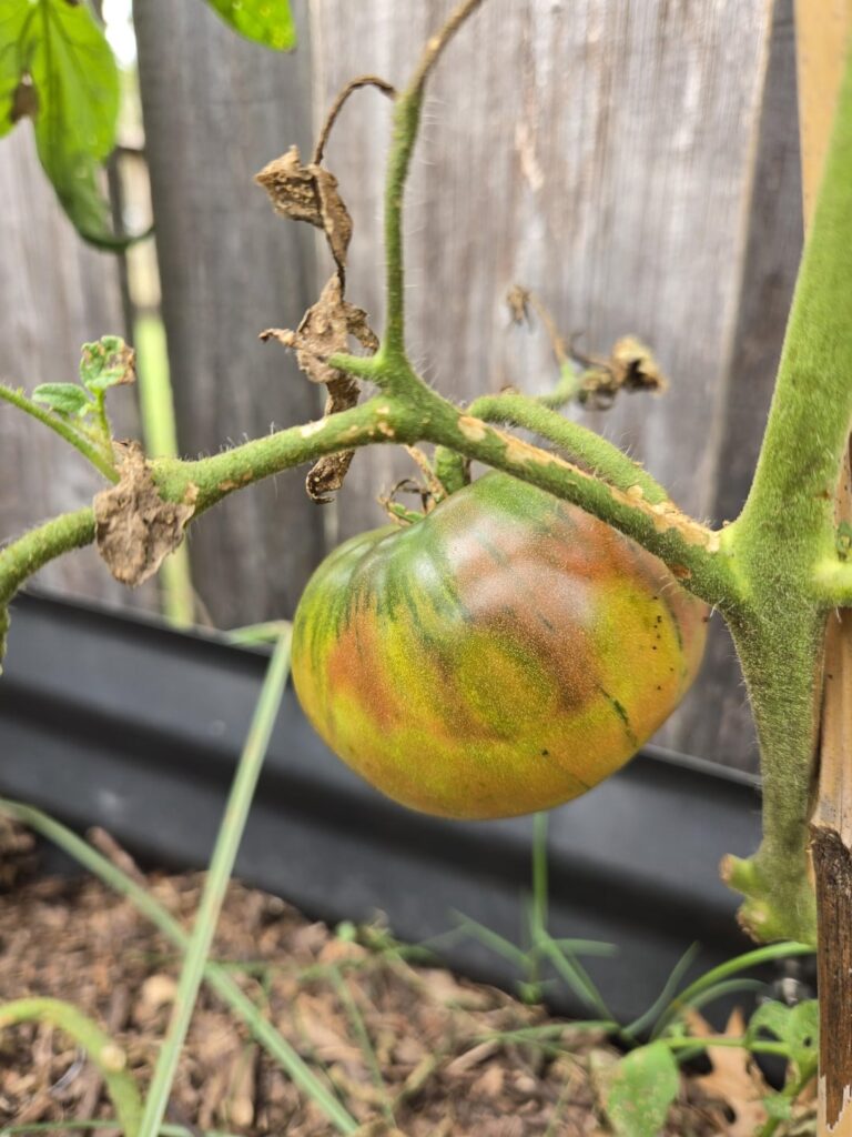 What causes this discoloration in my tomatoes? - Dining and Cooking
