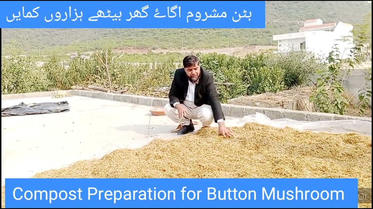 compost Preparation of Button Mushroom - Dining and Cooking
