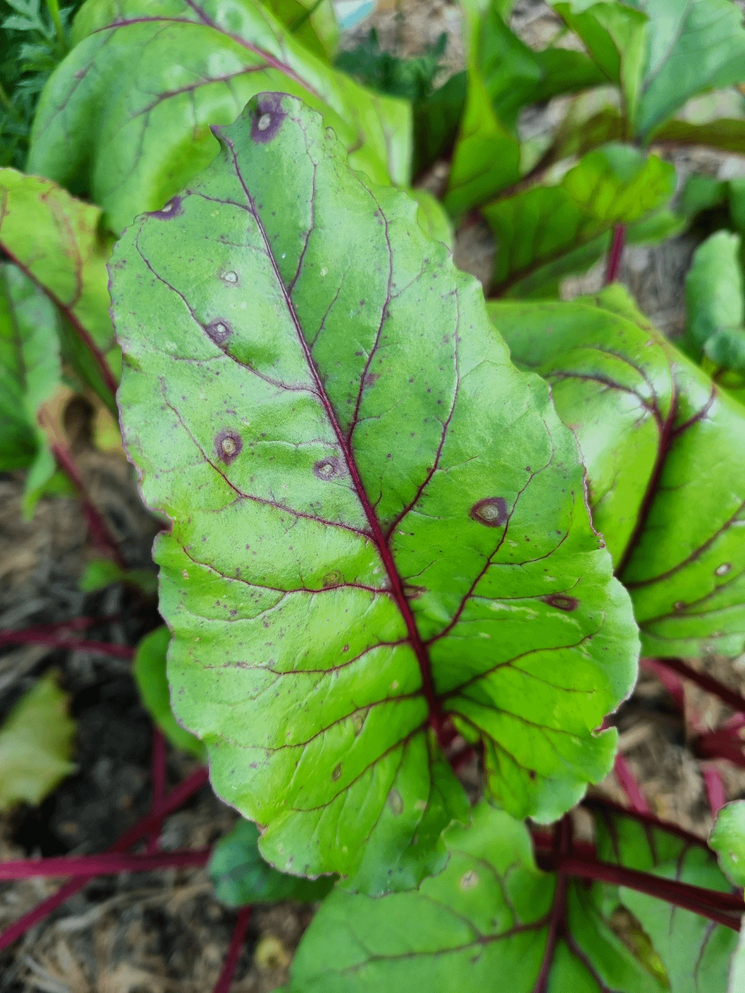 What is causing these spots on my beetroot? - Dining and Cooking